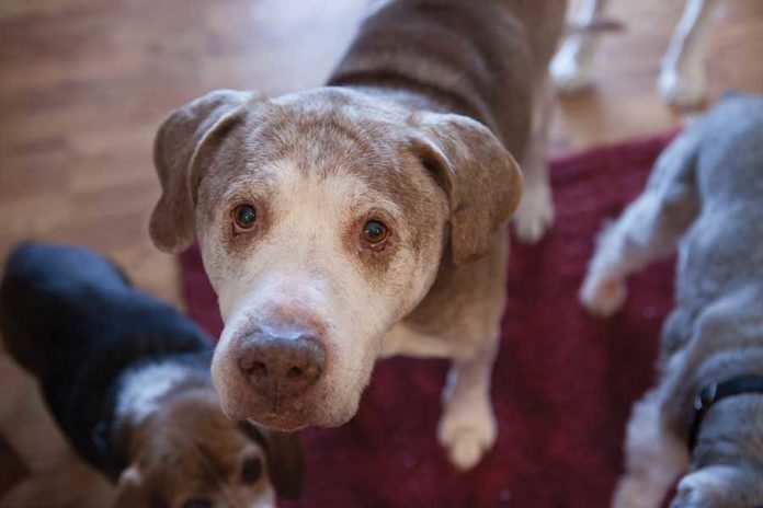 Silver Muzzle Cottage: A Rescue & Hospice For Homeless Senior Dogs - Michigan Country Lines Magazine