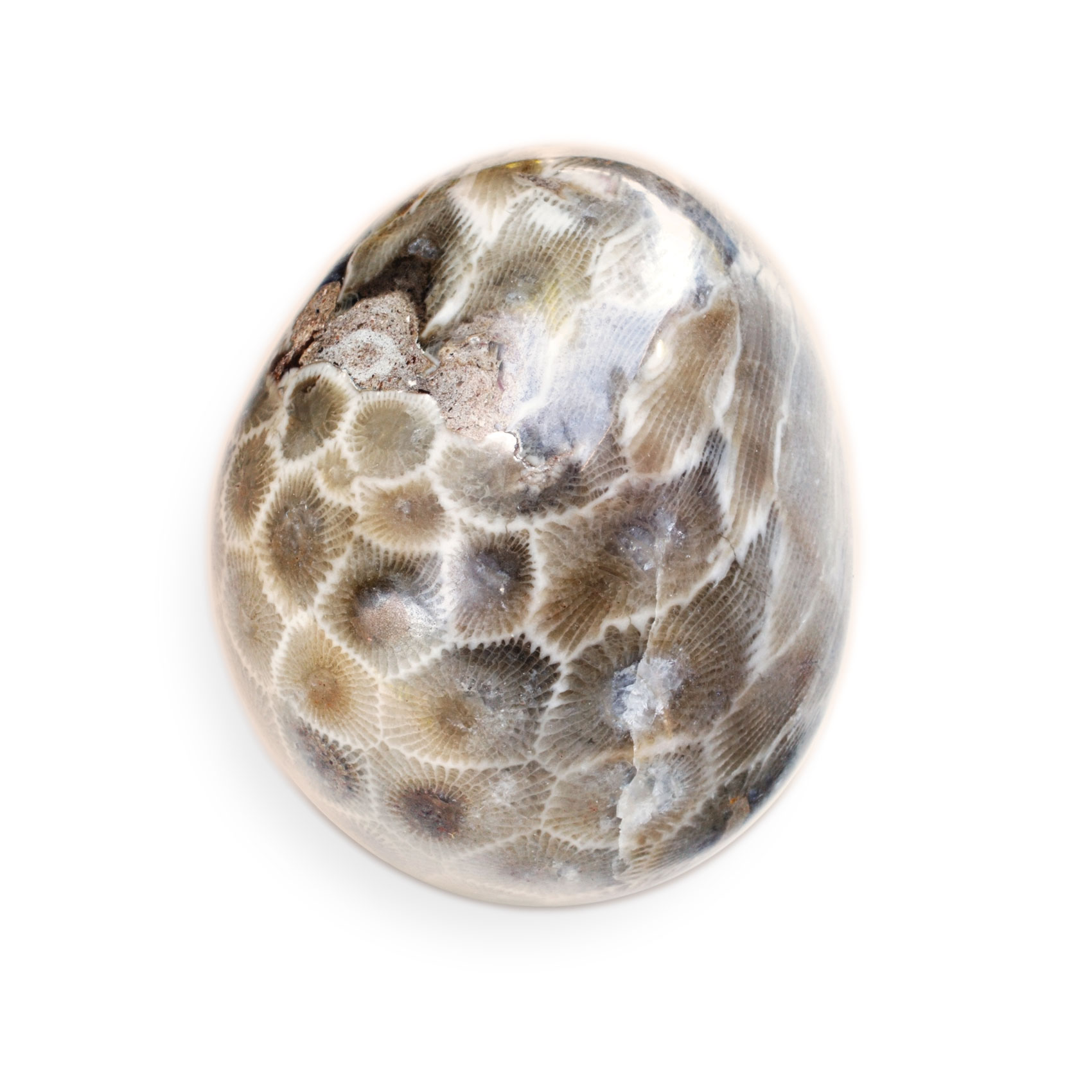 Northern Michigan's Natural Treasure: The Petoskey Stone - Michigan ...